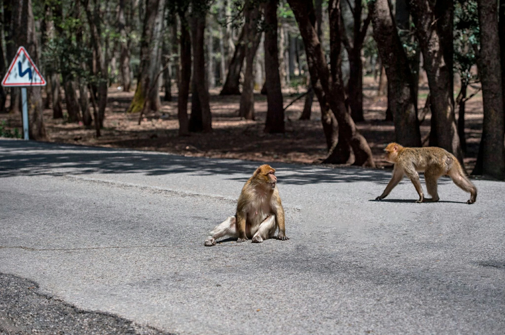 Day trip to the Middle Atlas, cedar forest, Azrou and Ifran